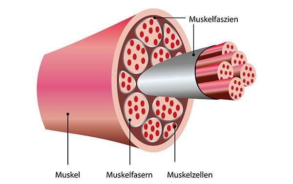 Fuß und myofasziales System