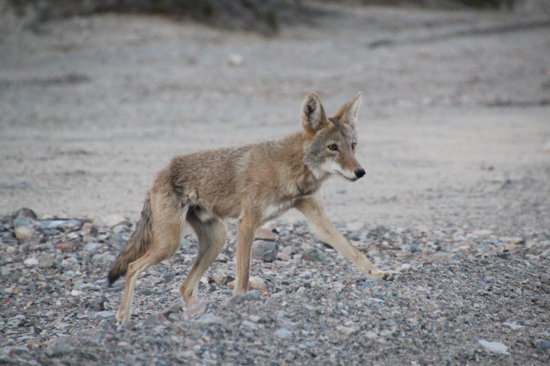 Der Koyote in der „Nahaufnahme“