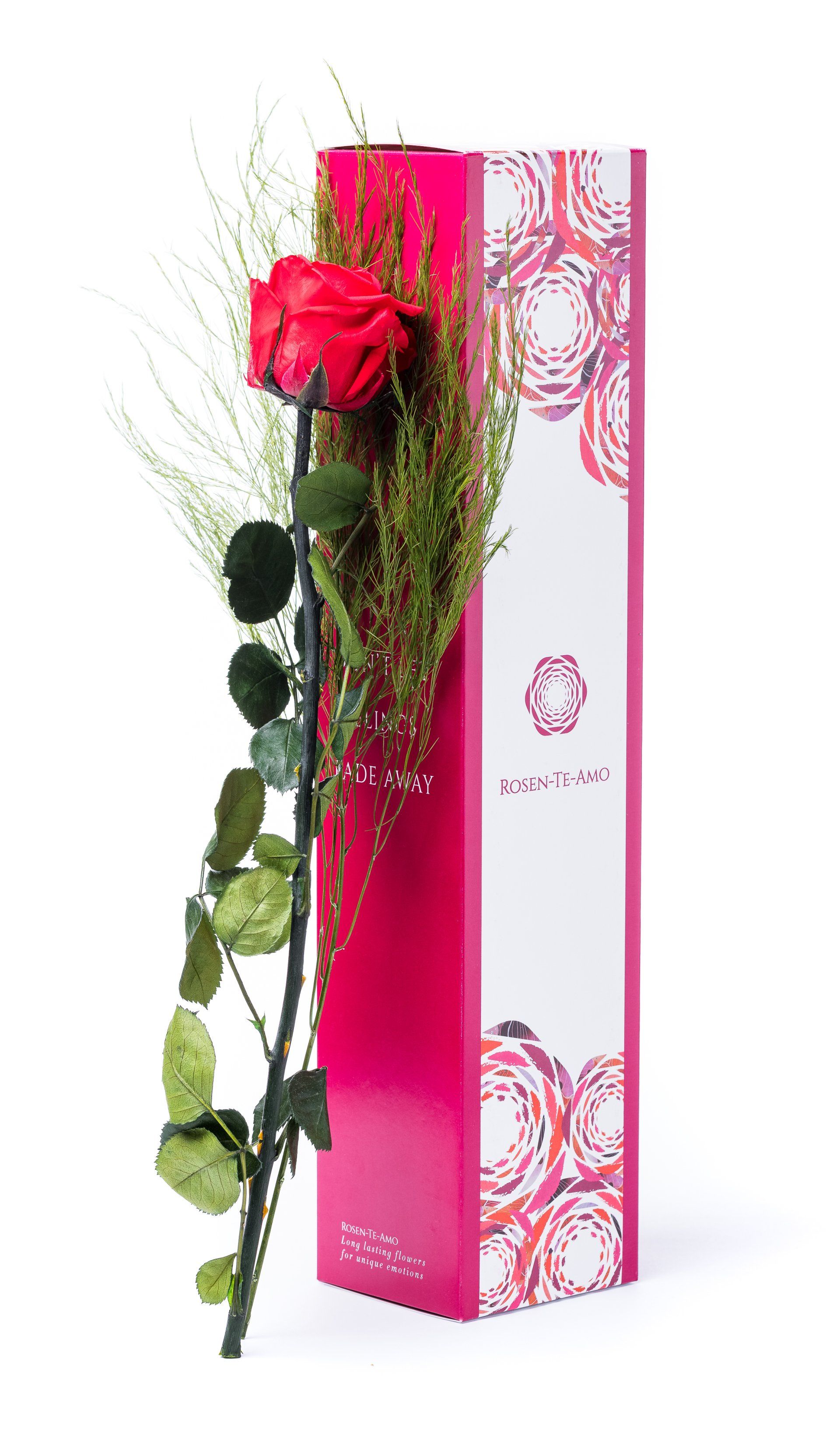 Konservierte Rosen - Rosen te Amo