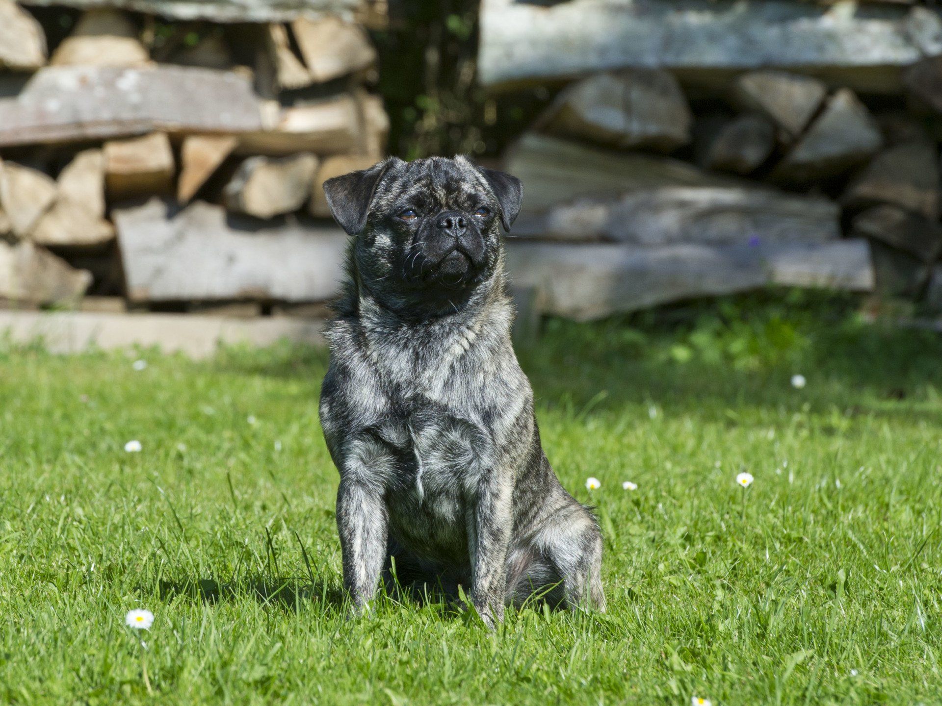 Mops vs. ZG Retromops