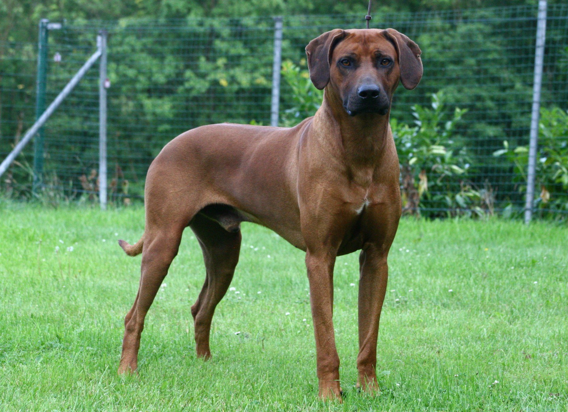 Rhodesian Ridgeback - Tolle Fotos und Impressionen