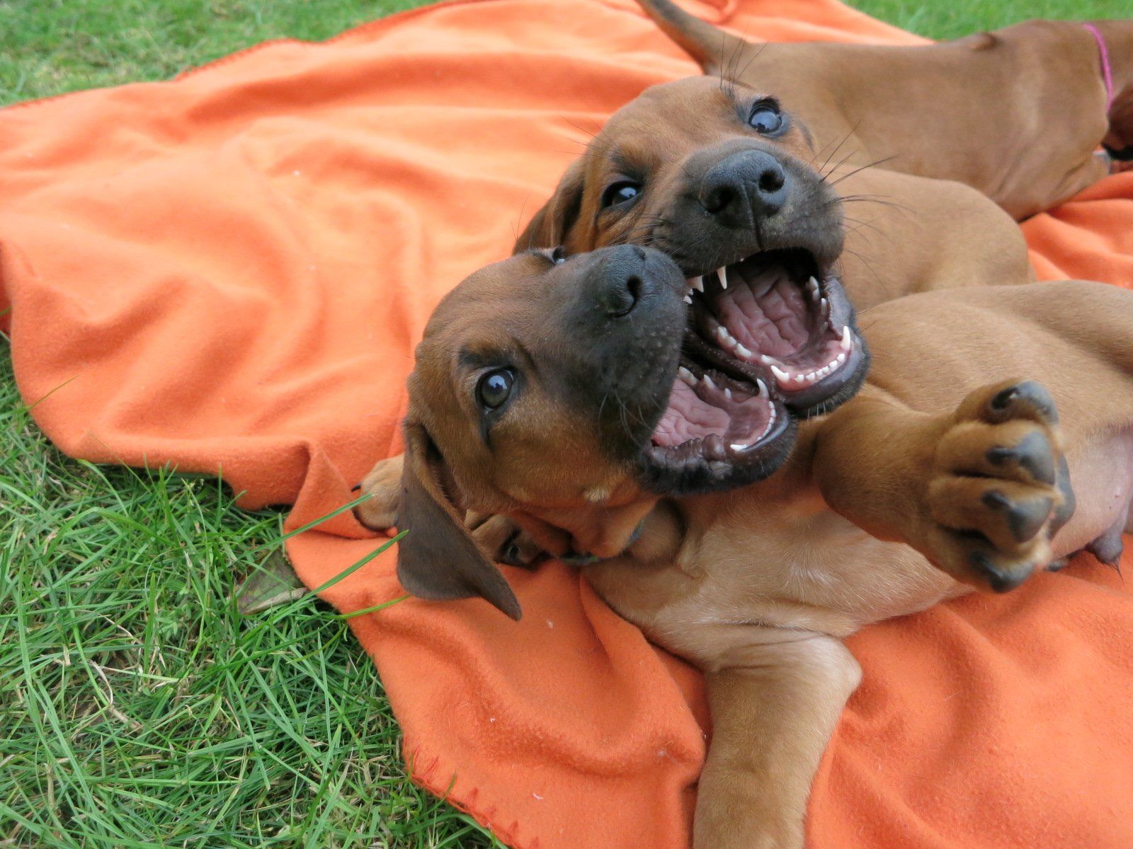 Informationen zur Aufzucht von Rhodesian Ridgeback Welpen