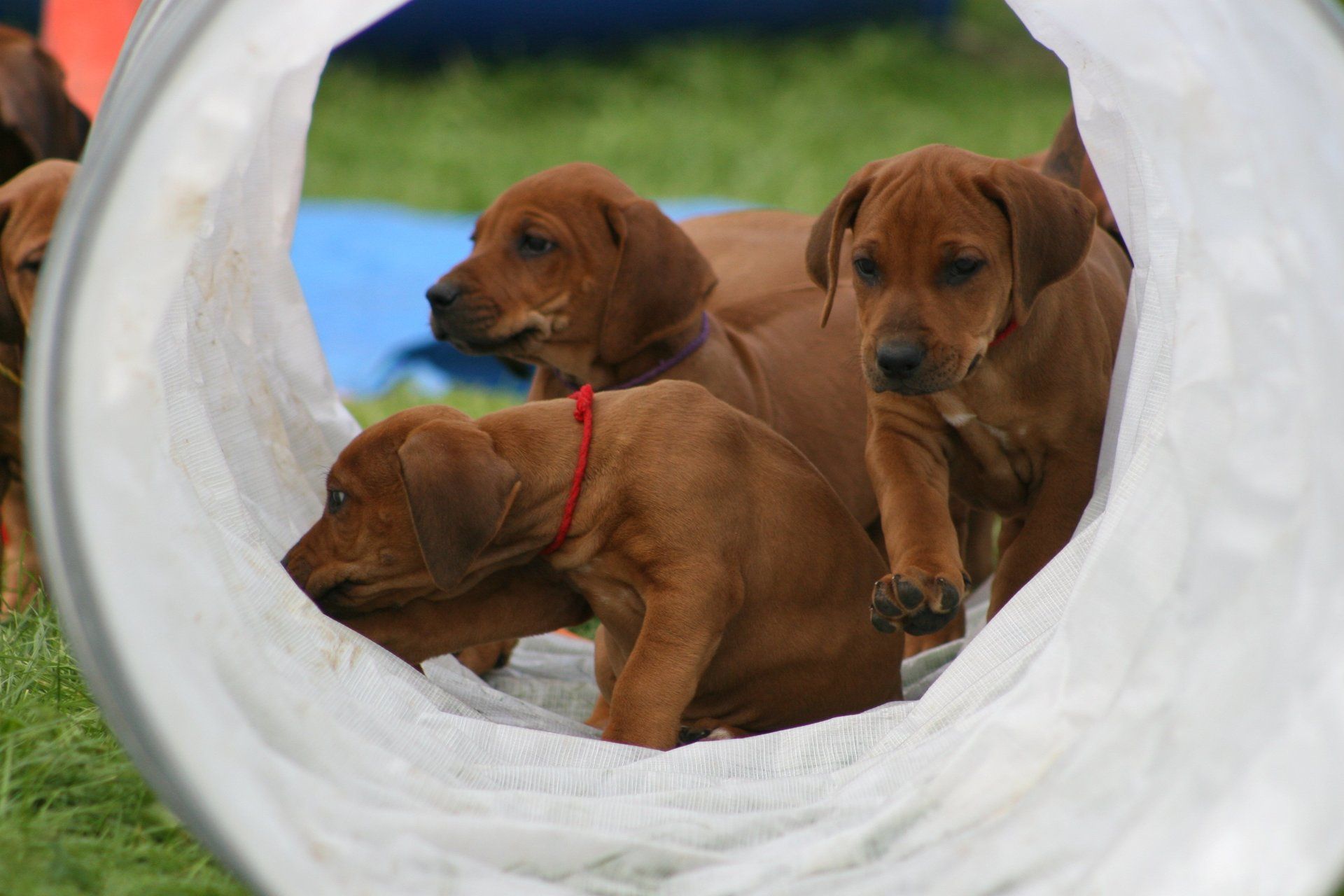 Informationen zur Aufzucht von Rhodesian Ridgeback Welpen