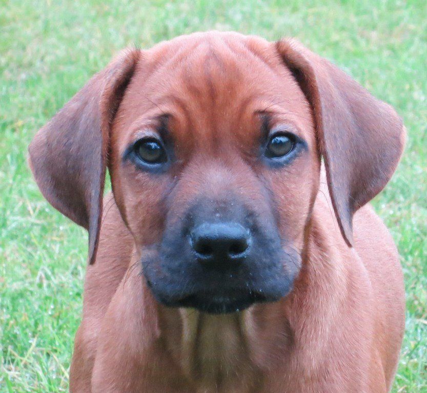 Rhodesian Ridgeback Zucht - Kennel "von Müller's Wonda