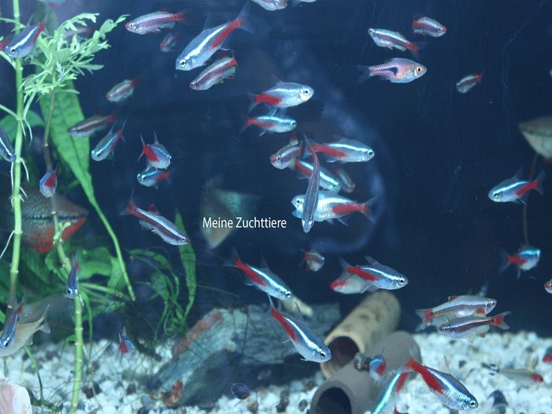 Ihr wollt einmal Neonsalmler züchten (Paracheirodon innesi)