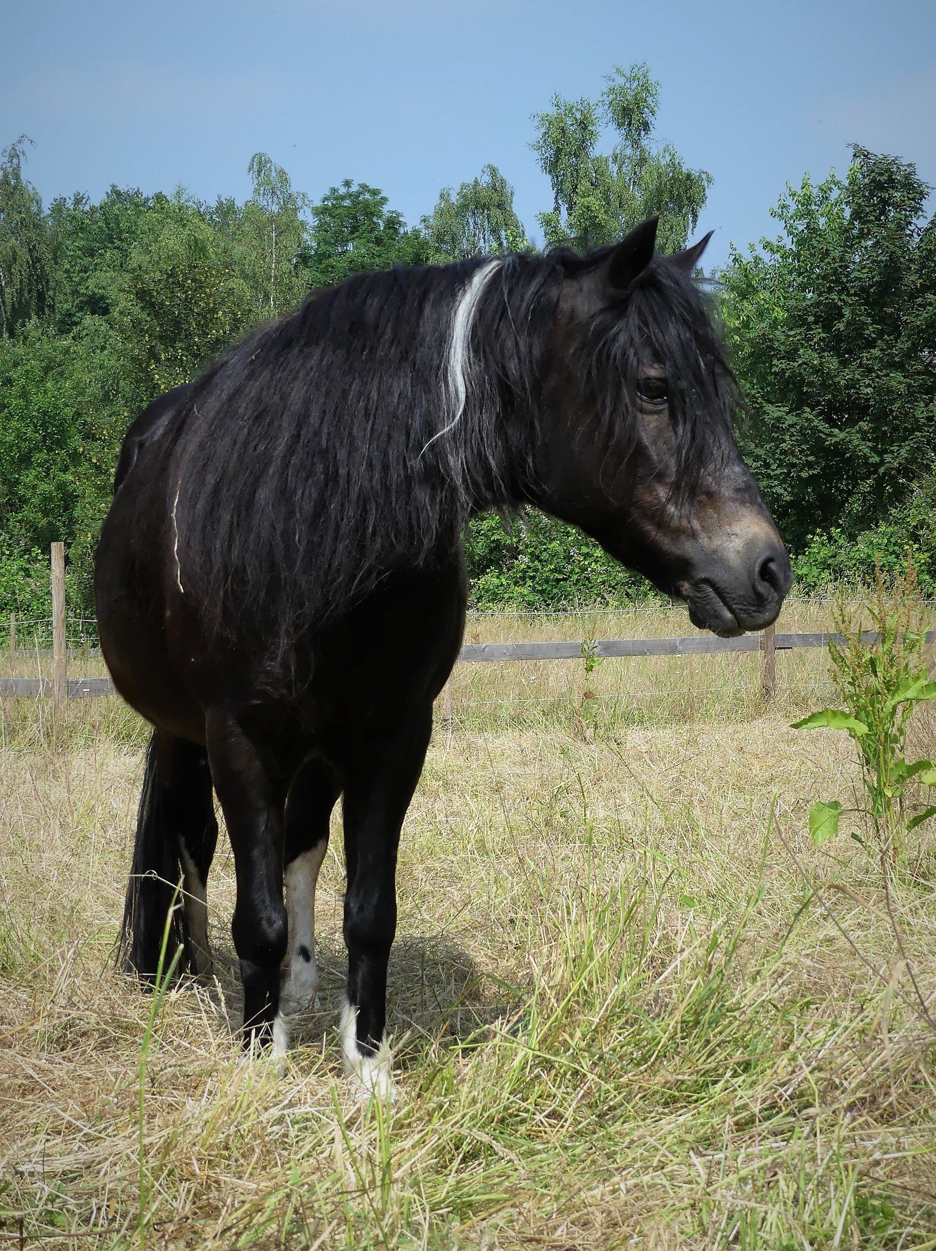 Unsere Ponys