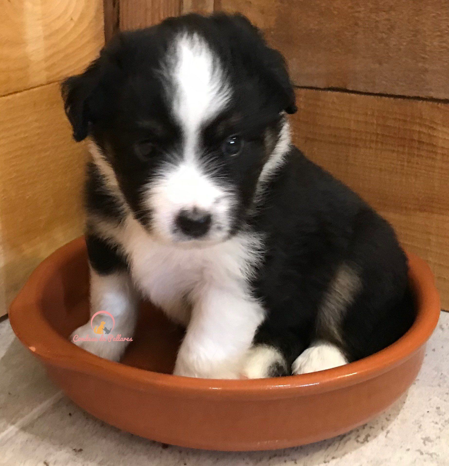 Pastor Australiano Miniatura Mini Aussie