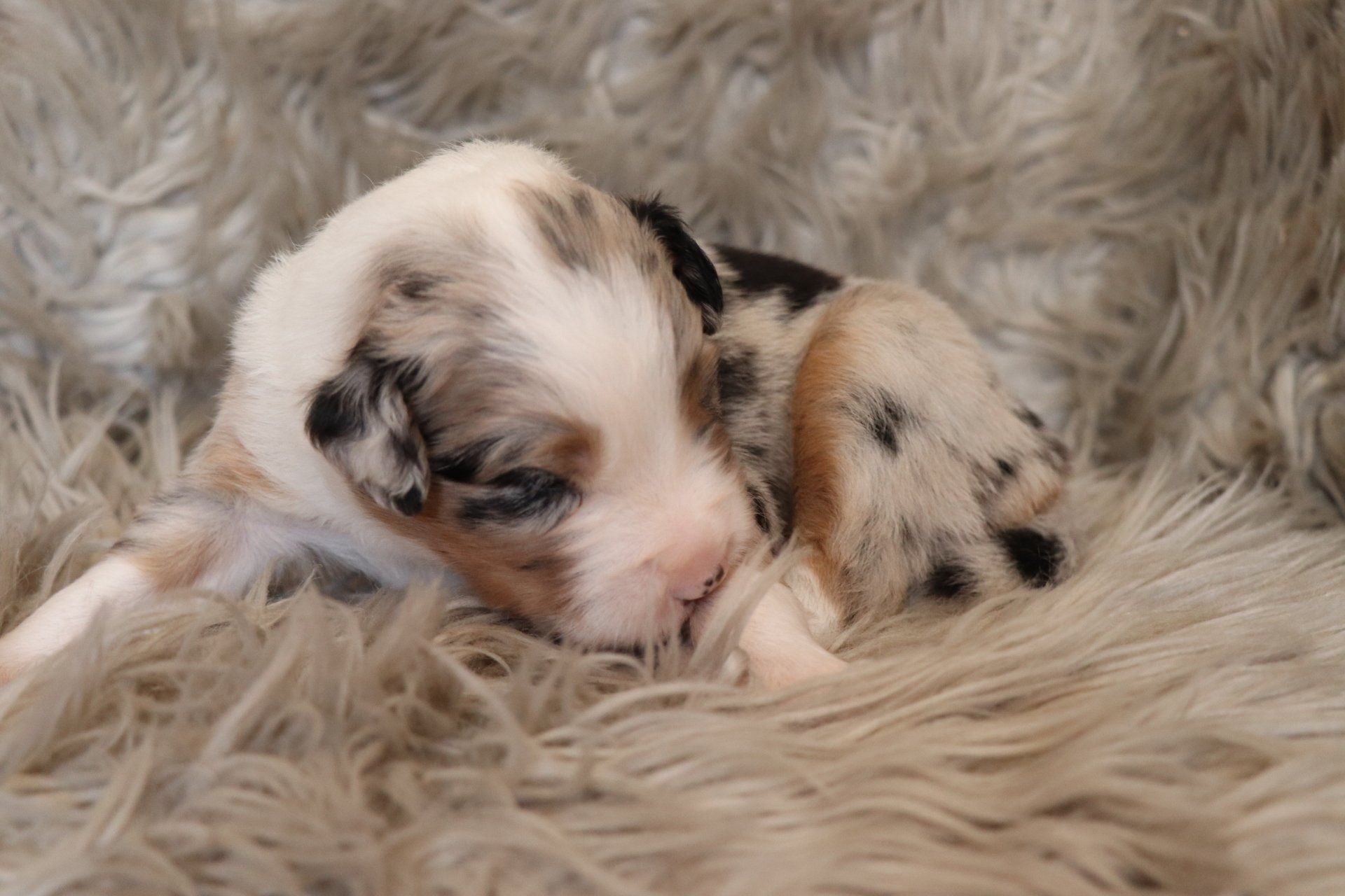 Pastor Australiano Miniatura Mini Aussie