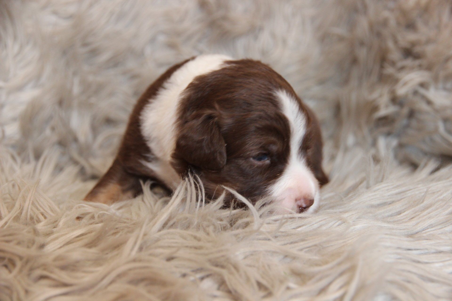 Pastor Australiano Miniatura Mini Aussie