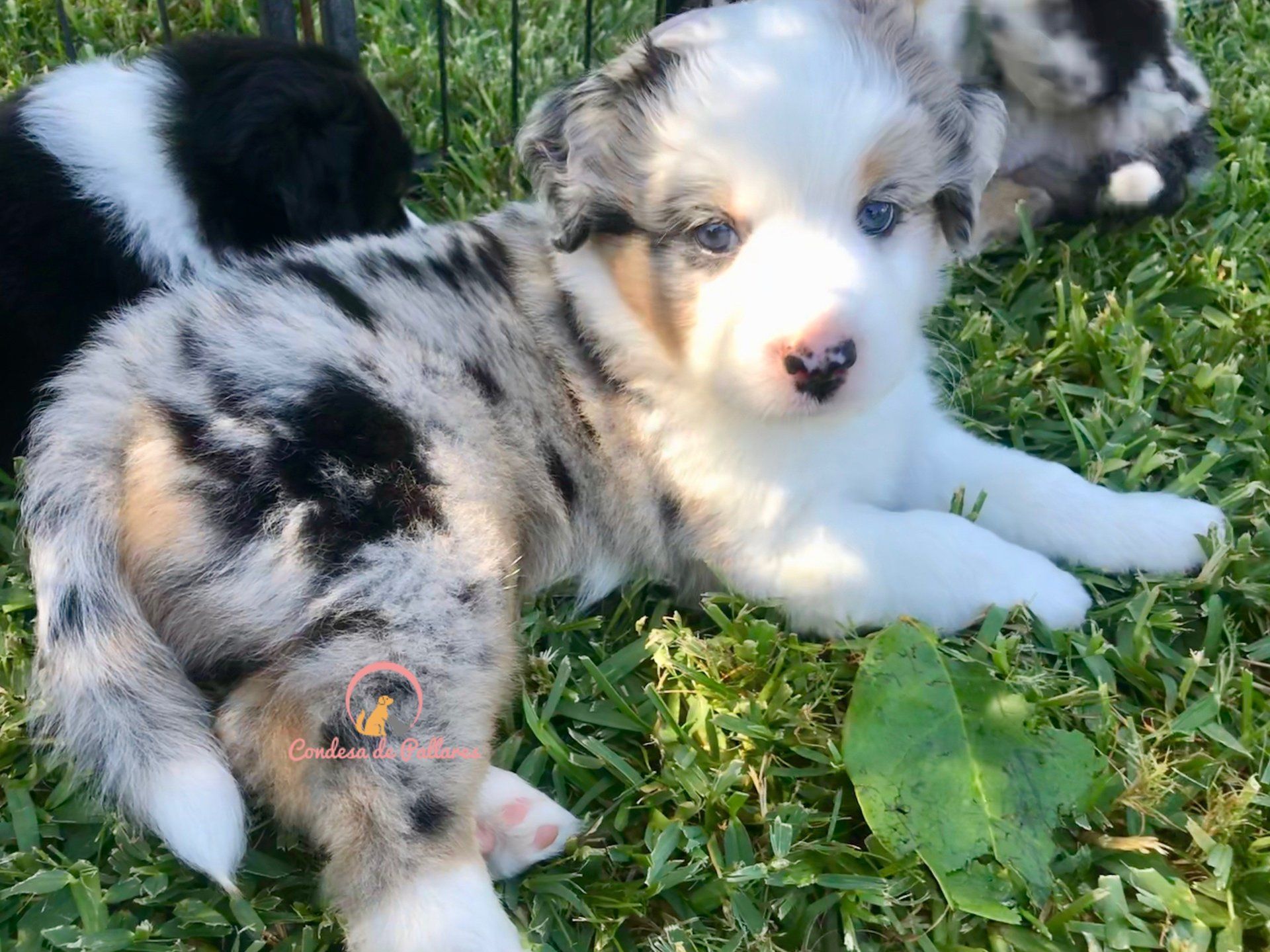 Pastor Australiano Miniatura Mini Aussie