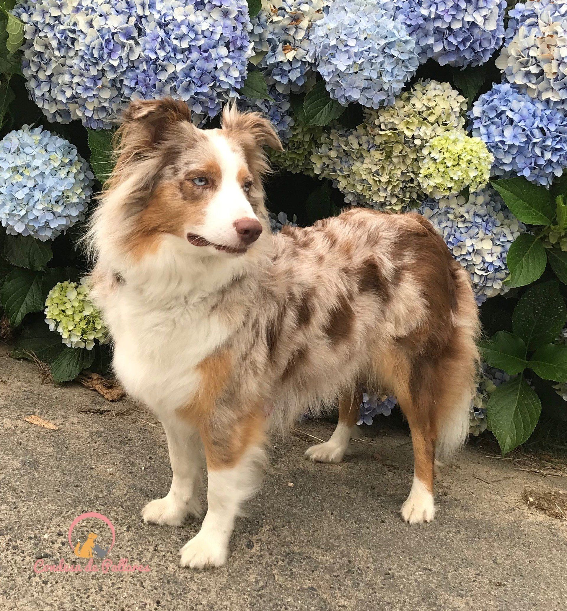 Pastor Australiano Miniatura Mini Aussie