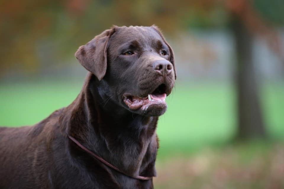 Portée labrador LOF Hauts de France chocolat