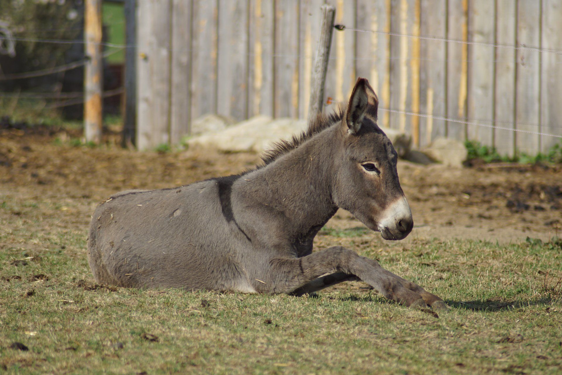Eselhof Allinger - Esel und Alpakas erleben!