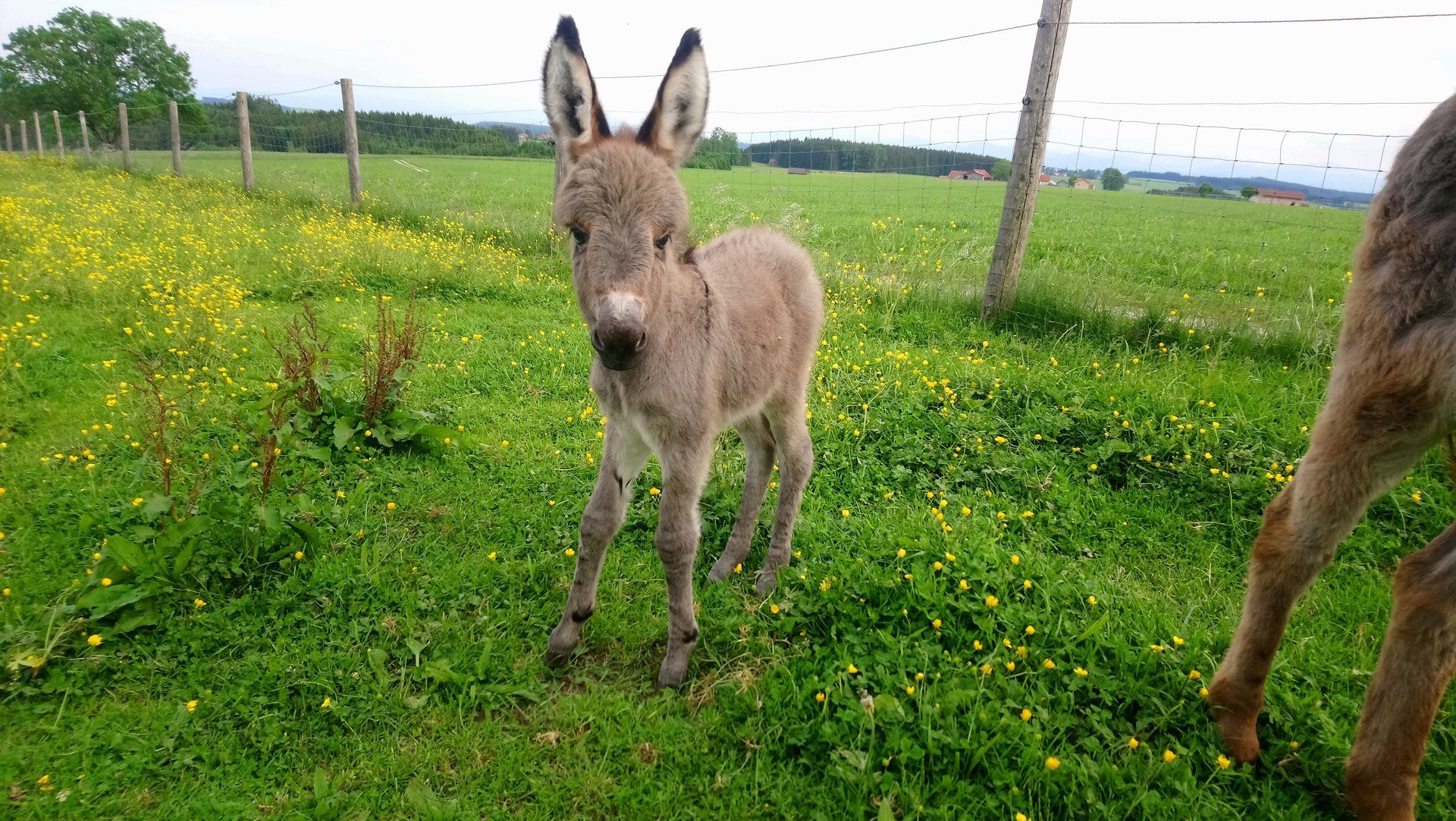 Eselhof Allinger - Esel und Alpakas erleben!