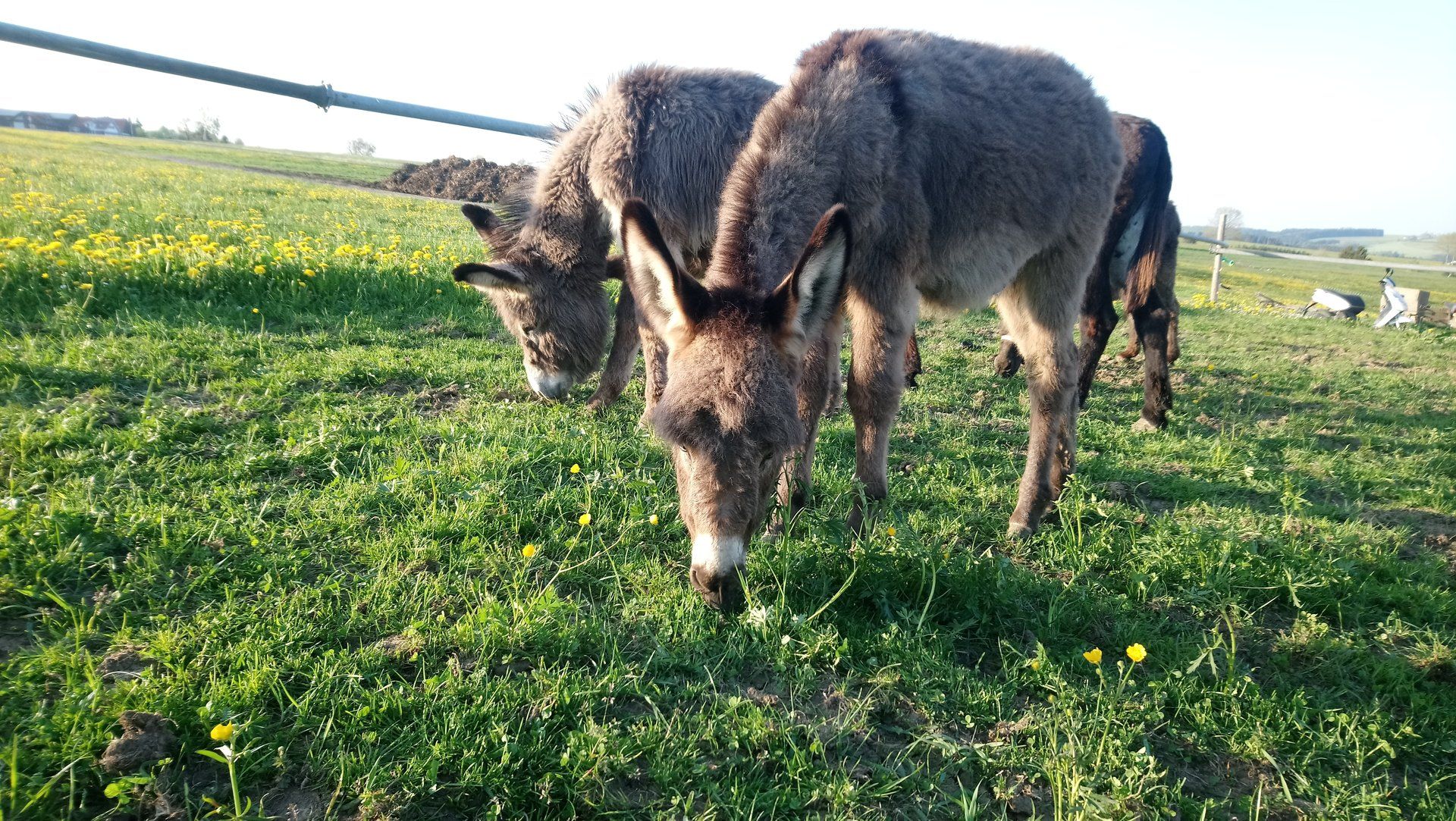 Eselhof Allinger - Esel und Alpakas erleben!