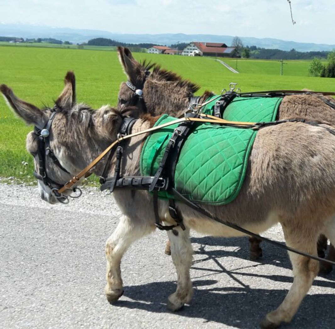 Eselkutschfahrten