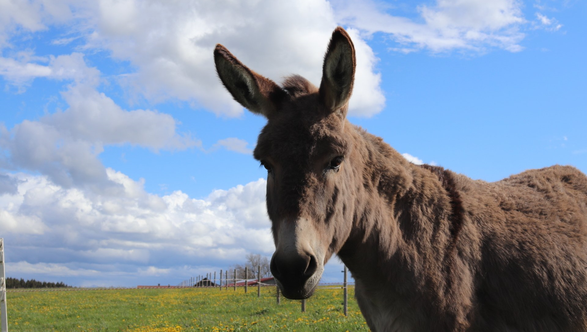Eselhof Allinger - Esel und Alpakas erleben!
