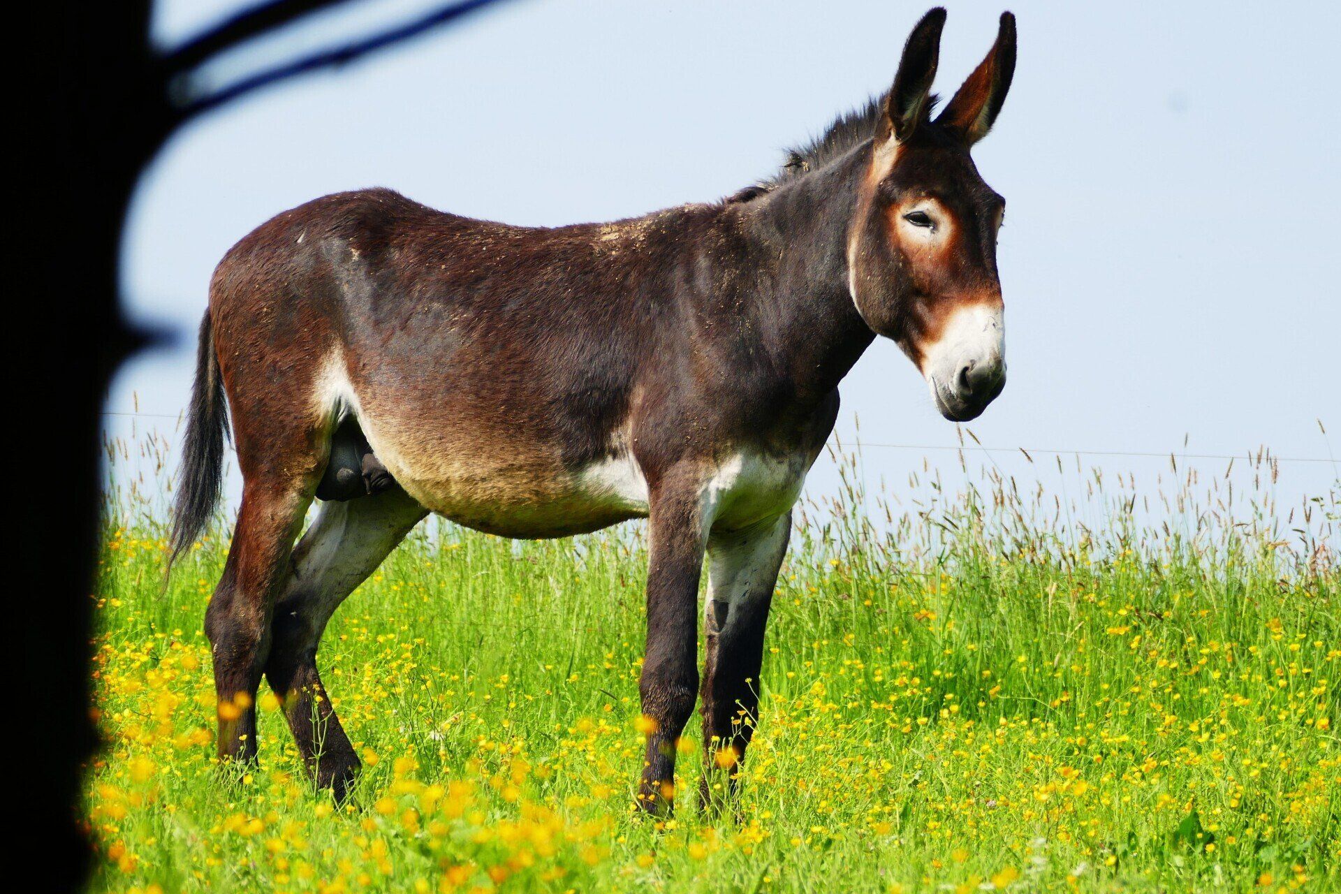 Eselhof Allinger - Esel und Alpakas erleben!