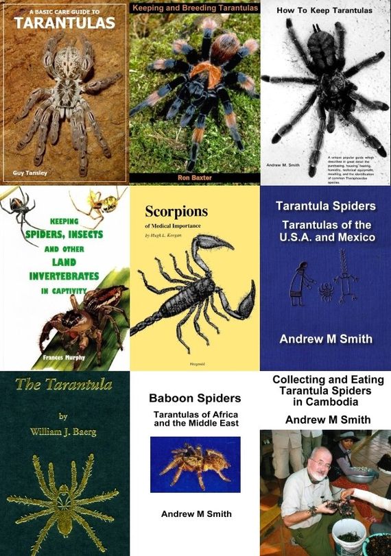 lovetarantulas