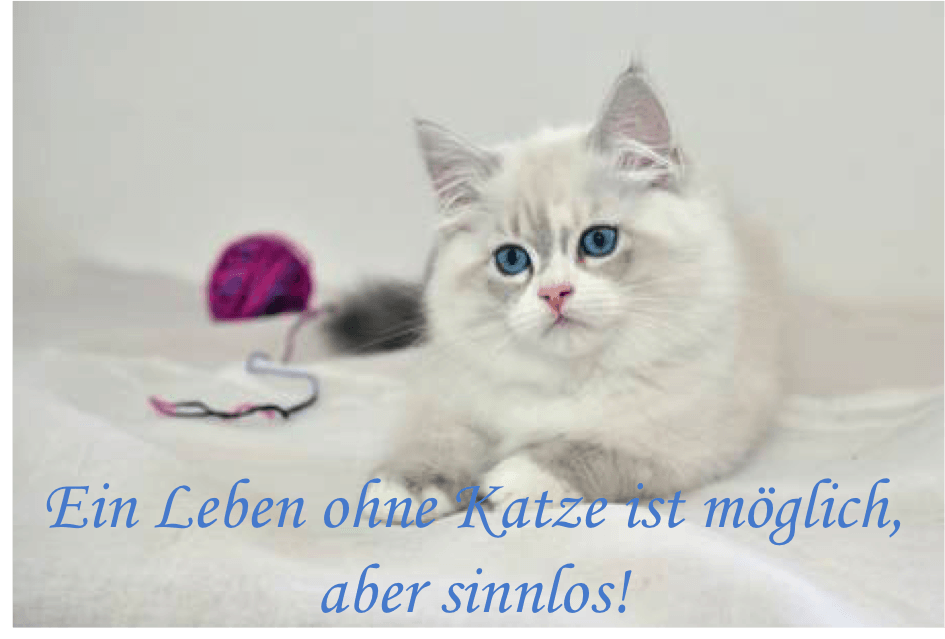 Katzensprüche