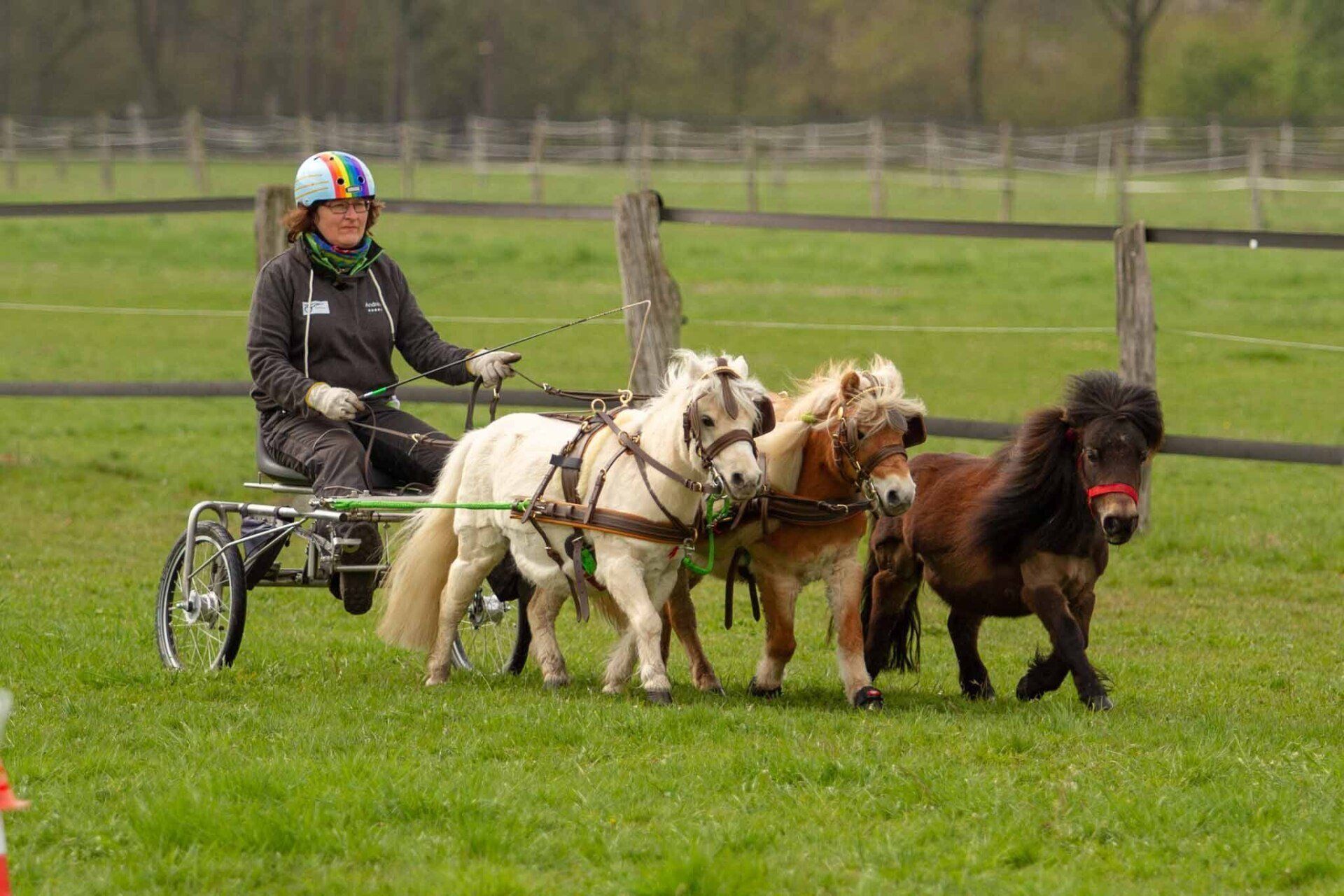 Sulkybau Hülsmann - Minishettysulky Shettysulky Ponysulky