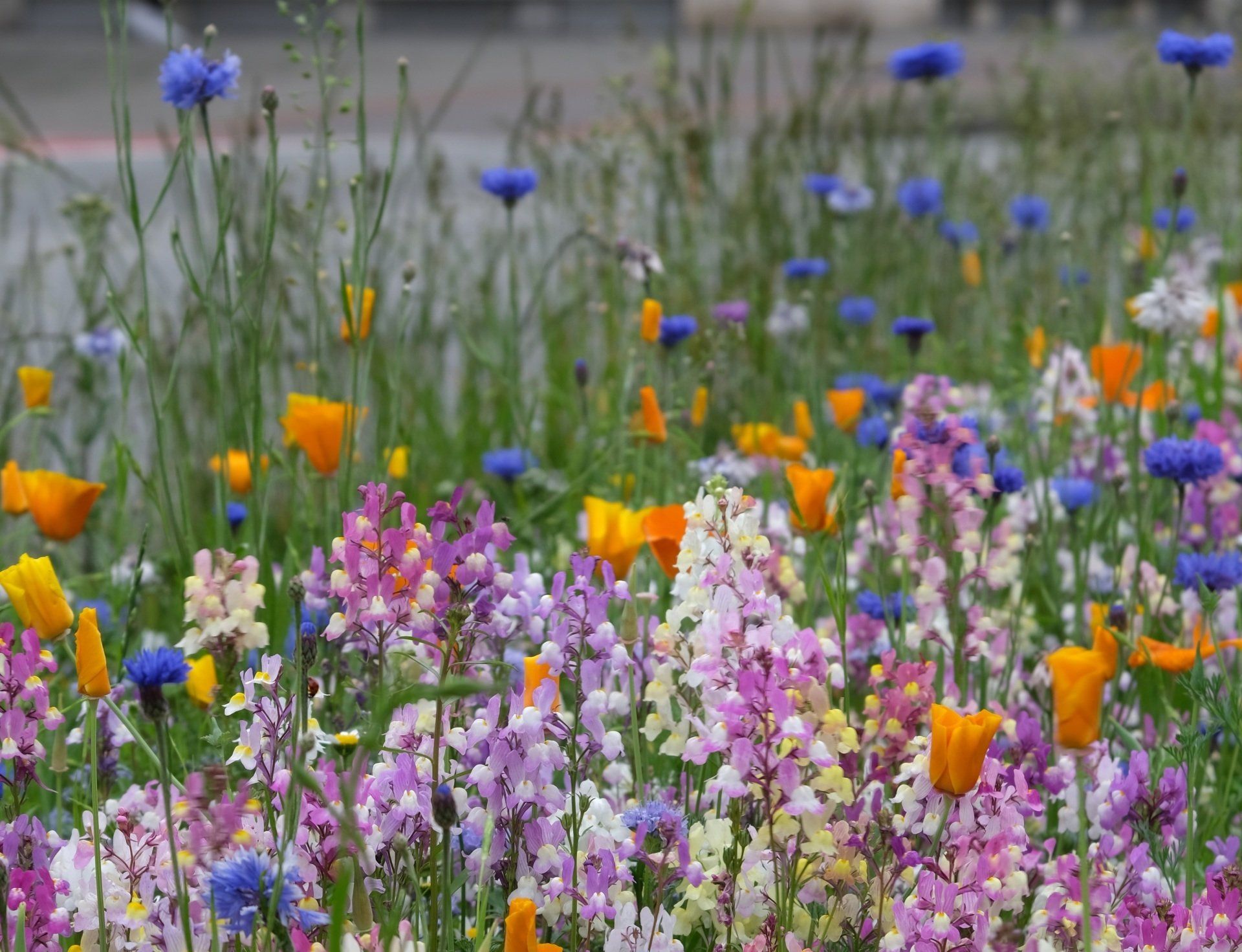 Wildblumen blühen am Klagesmarkt und an der Goseriede