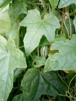 How to Grow Cucamelons