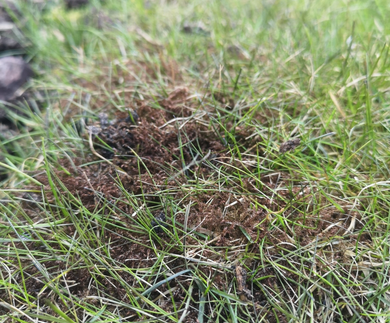 Moss Removal Techniques - Best in Grass