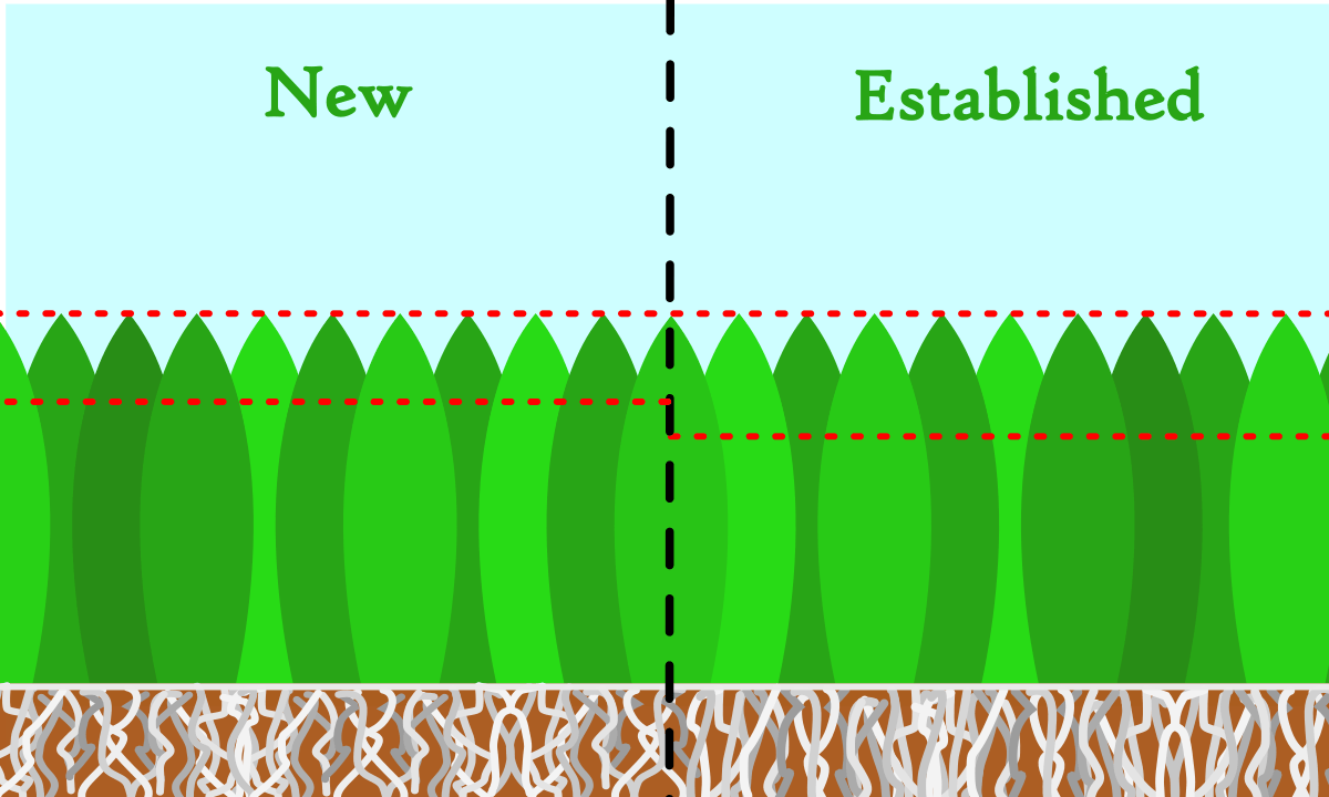 Lawn Mowing Height - Best in Grass