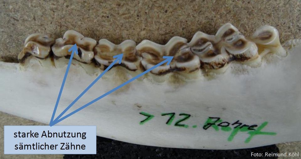 Rotwildhegegemeinschaft Schneifel KdöR