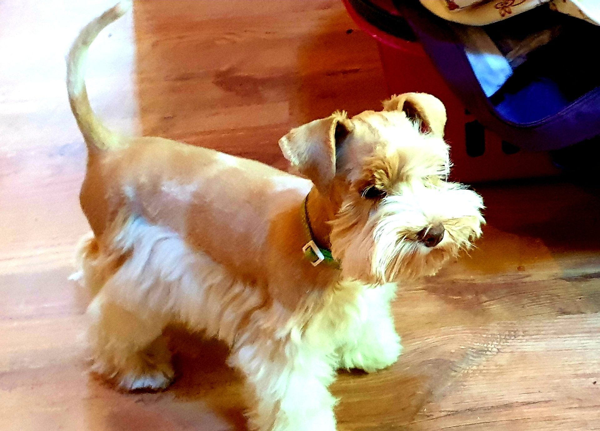 American Schnauzer vom Pegnitztaler Land