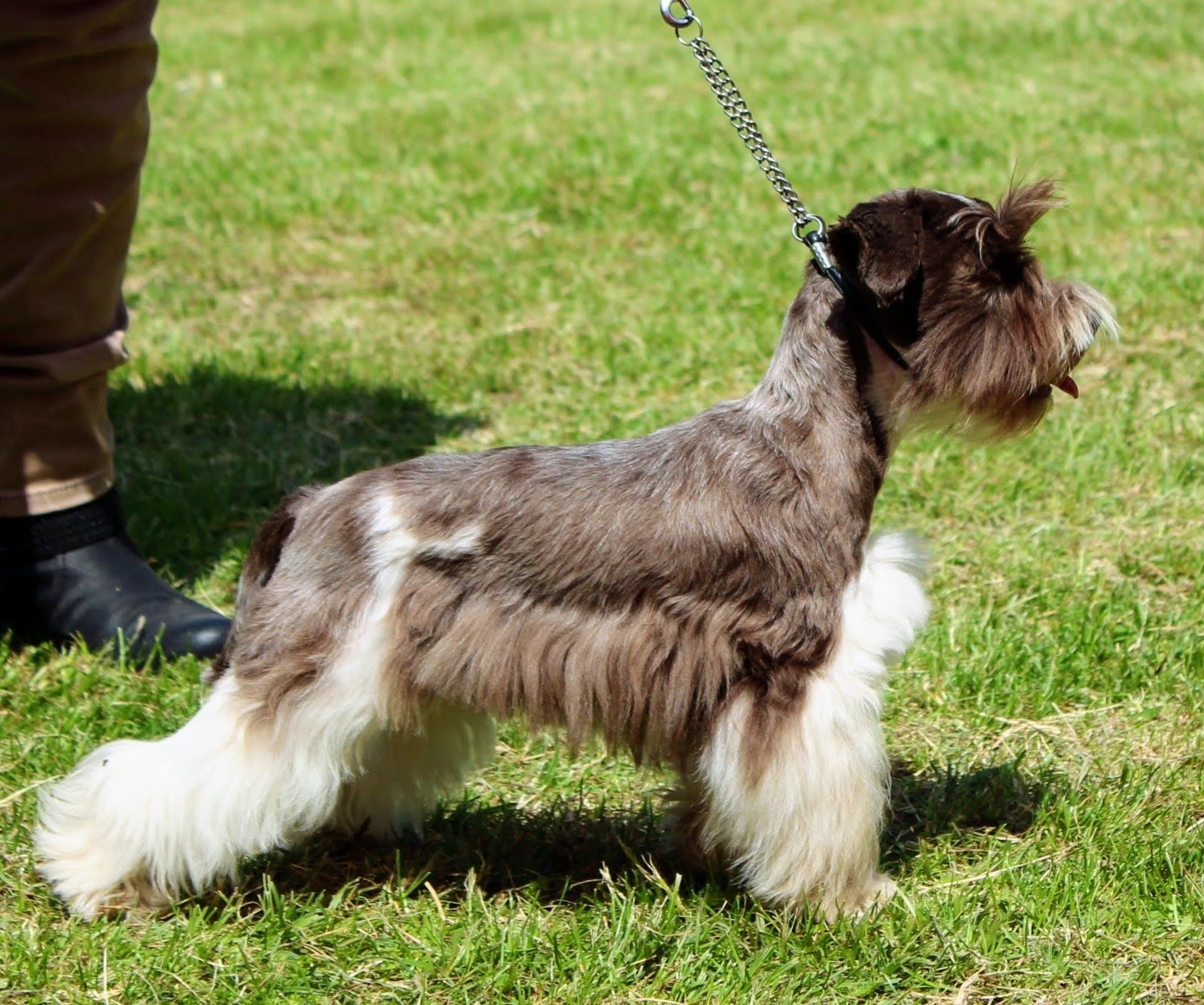 American Schnauzer vom Pegnitztaler Land