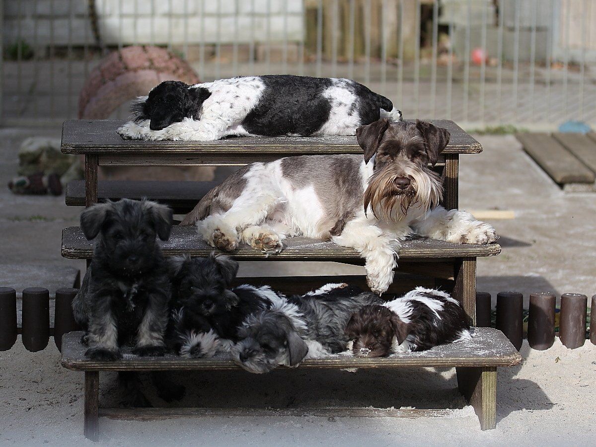 American Schnauzer vom Pegnitztaler Land