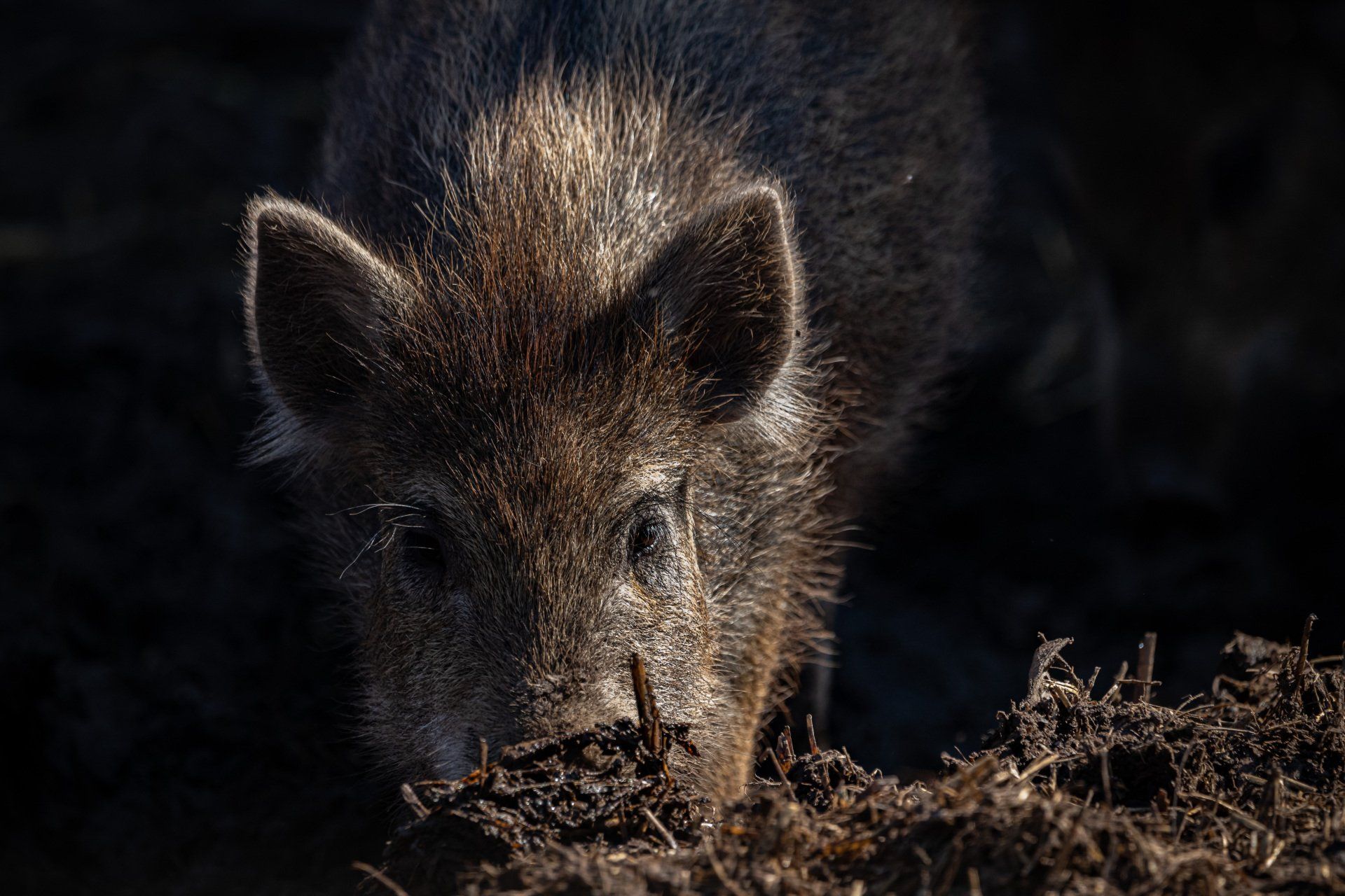 Das Wildschwein