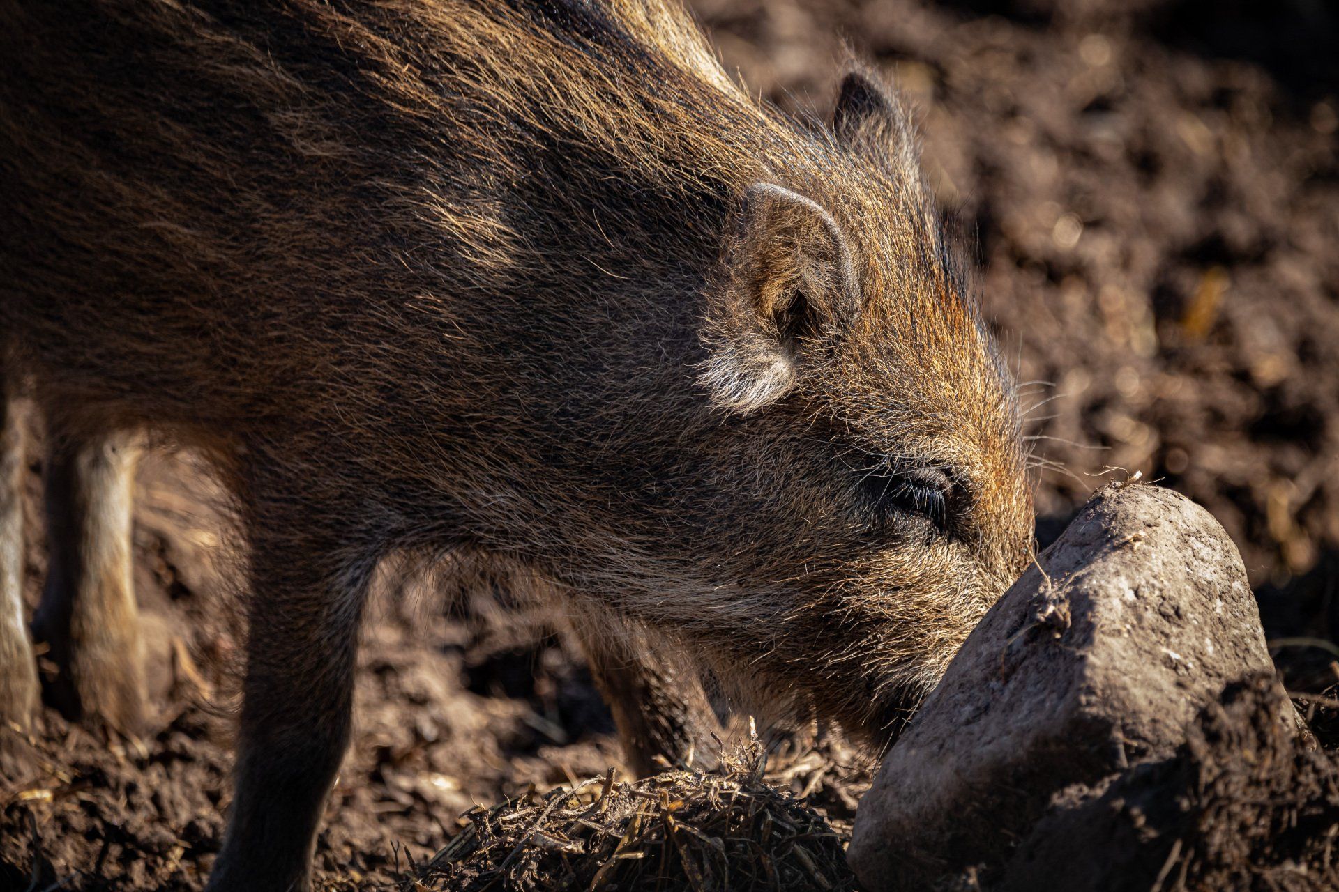 Das Wildschwein