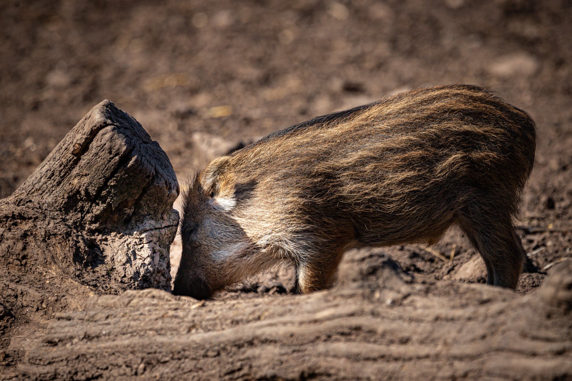 Das Wildschwein