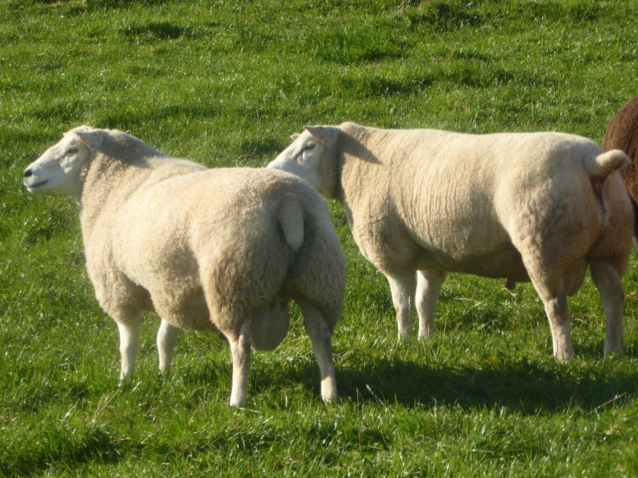Easyrams NZ texel Terminal rams are used on all types of Mule ewe
