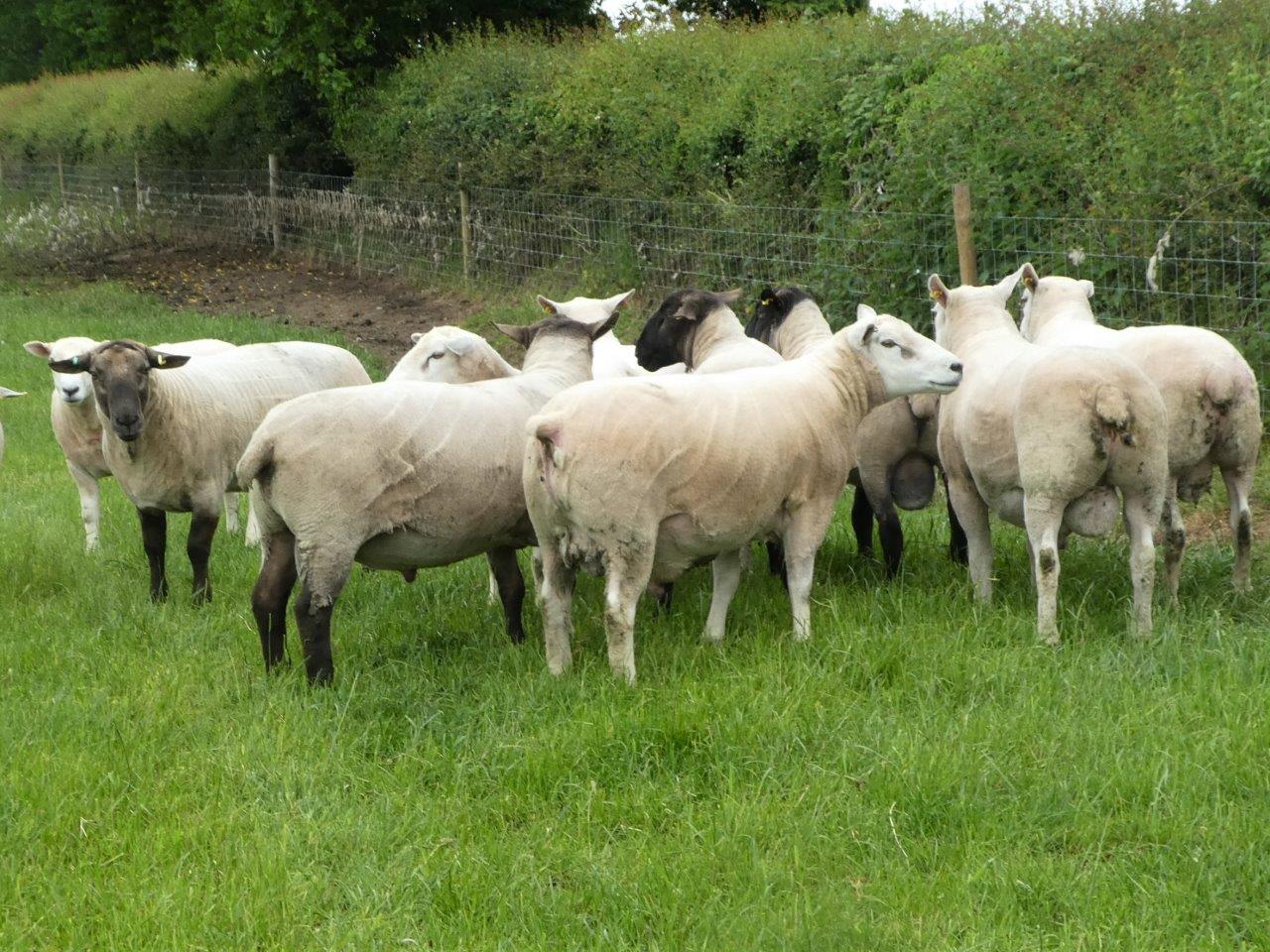 Easyrams 100% NZ Grass fed Maternal Rams. All Ram Sales are Guaranteed