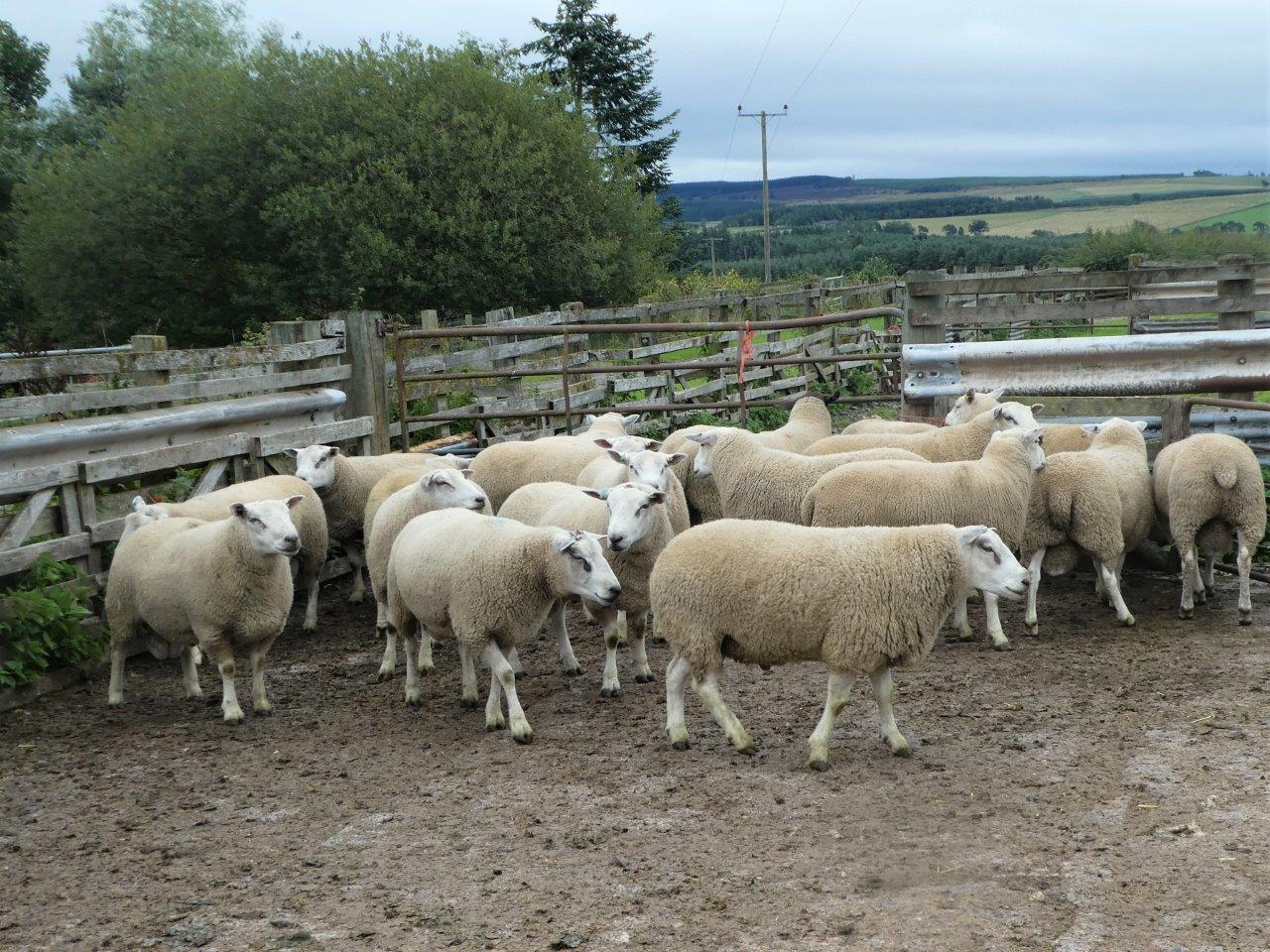 EasyRams Texel grass fed 100% NZ maternal rams