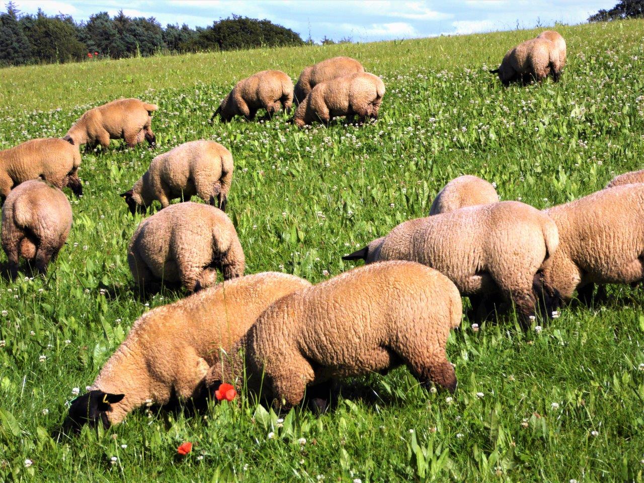 Easyrams 100% NZ Grass fed Maternal Rams. All Ram Sales are Guaranteed