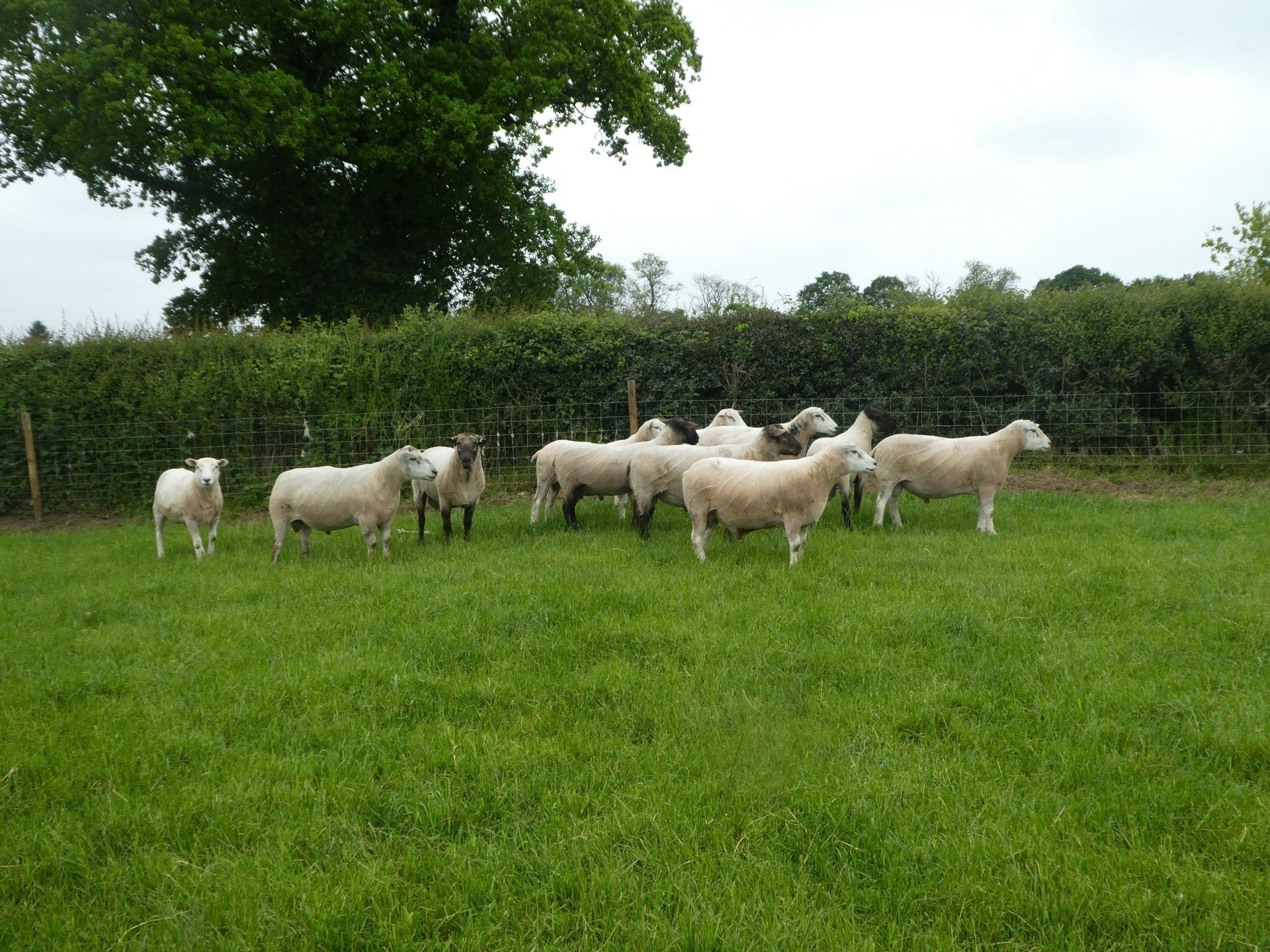 Pikesend Farm ram sales selling Suffolk Texel and Sufftex 100% NZ