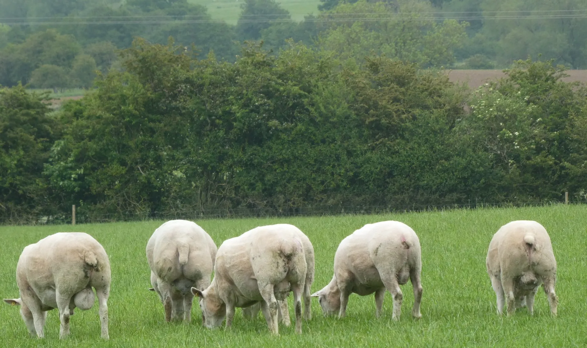 EasyRam Guaranteed Sales covering the UK and Ireland