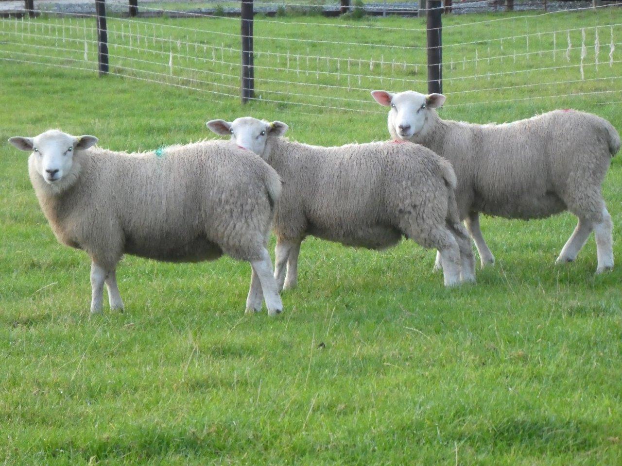 2020 launches EasyRams Maternal ram Composite Dam line easydams