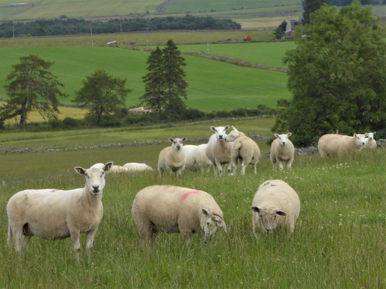 EasyRams sufftex terminal rams are the No1 choice for slaughter lambs