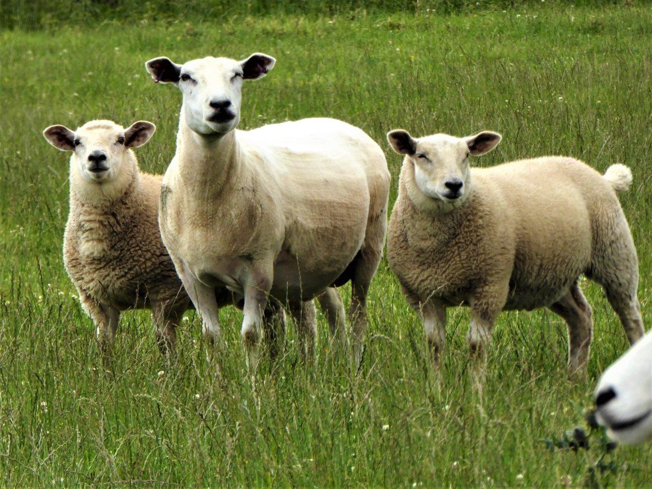 EasyRams sufftex terminal rams are the No1 choice for slaughter lambs