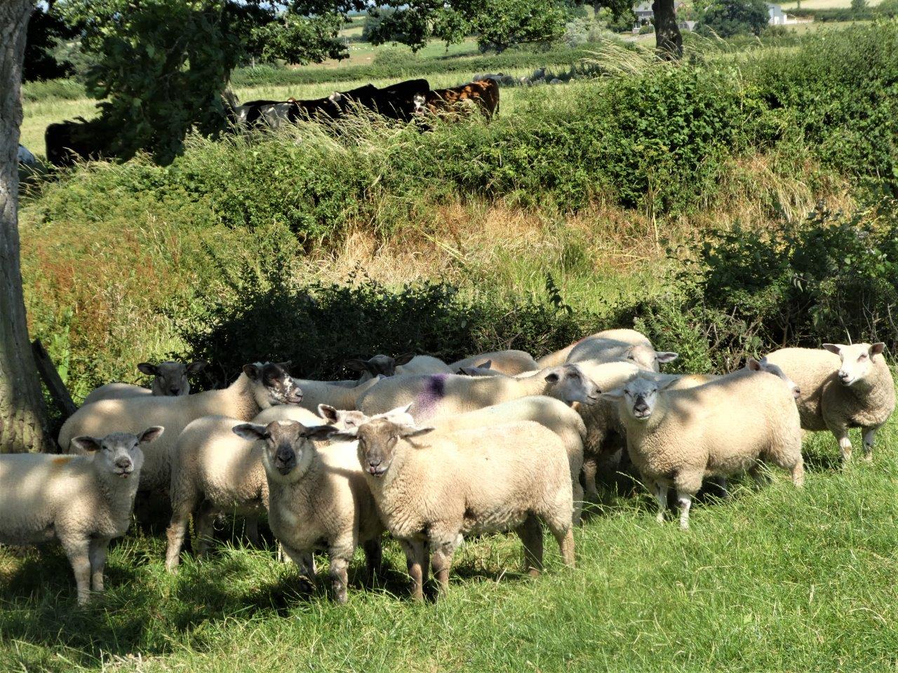 EasyRams sufftex terminal rams are the No1 choice for slaughter lambs