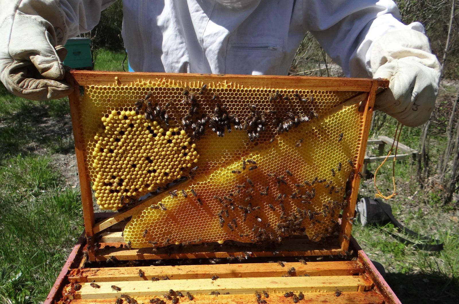 Stage apiculture 2 jours dans les Alpes-de-Haute-Provence.