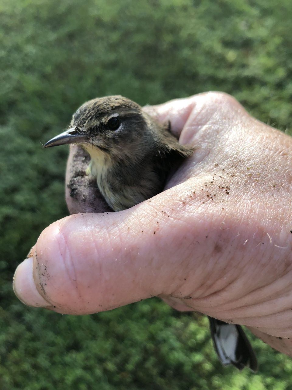 A Bird, Snare, & Life Lesson