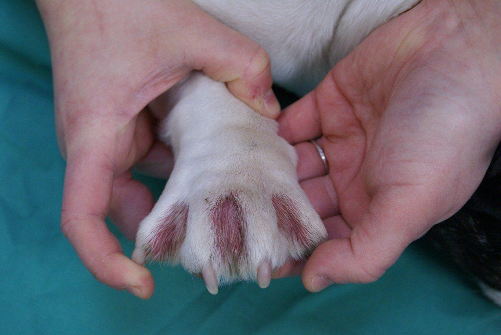 Vetosud Clinique vétérinaire Narbonne, urgences vétérinaire