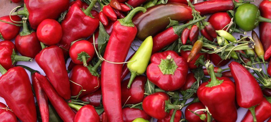 Il peperoncino calabrese